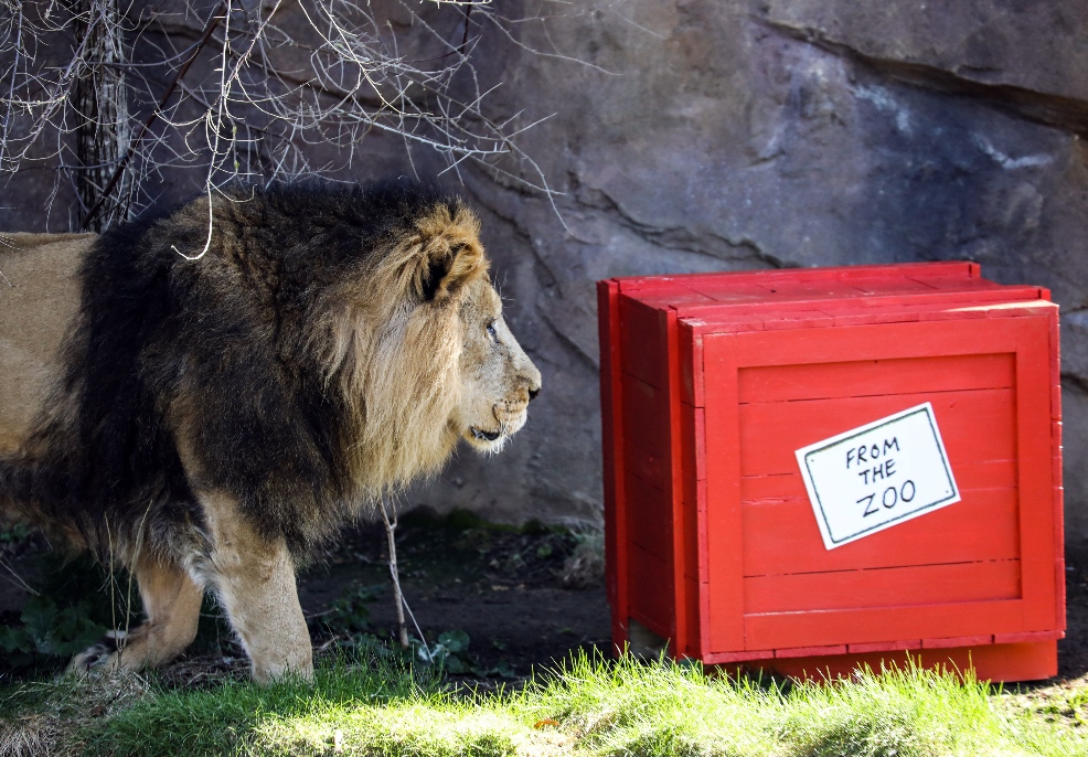 Dear Zoo book-inspired fun for London Zoo's lions and squirrel monkeys ...