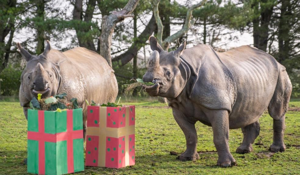 Rhinos celebrate Christmas early at ZSL Whipsnade Zoo | The Parenting Daily