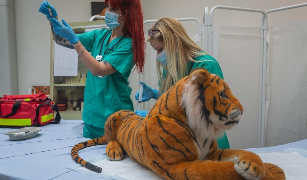 Kids can join in with Vets in Action at ZSL London Zoo this half-term ...