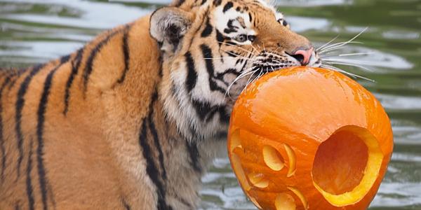 Boo at the Zoo at ZSL Whipsnade Zoo | The Parenting Daily